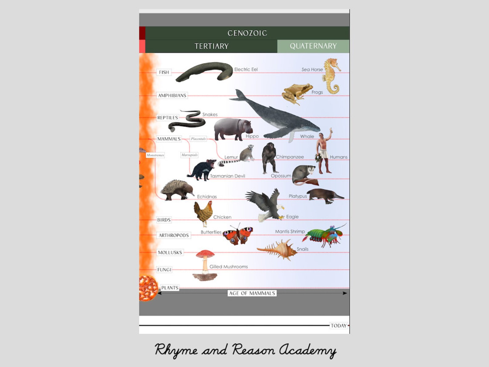 Printable Timeline of Life Montessori Second Great Lesson - Etsy Canada