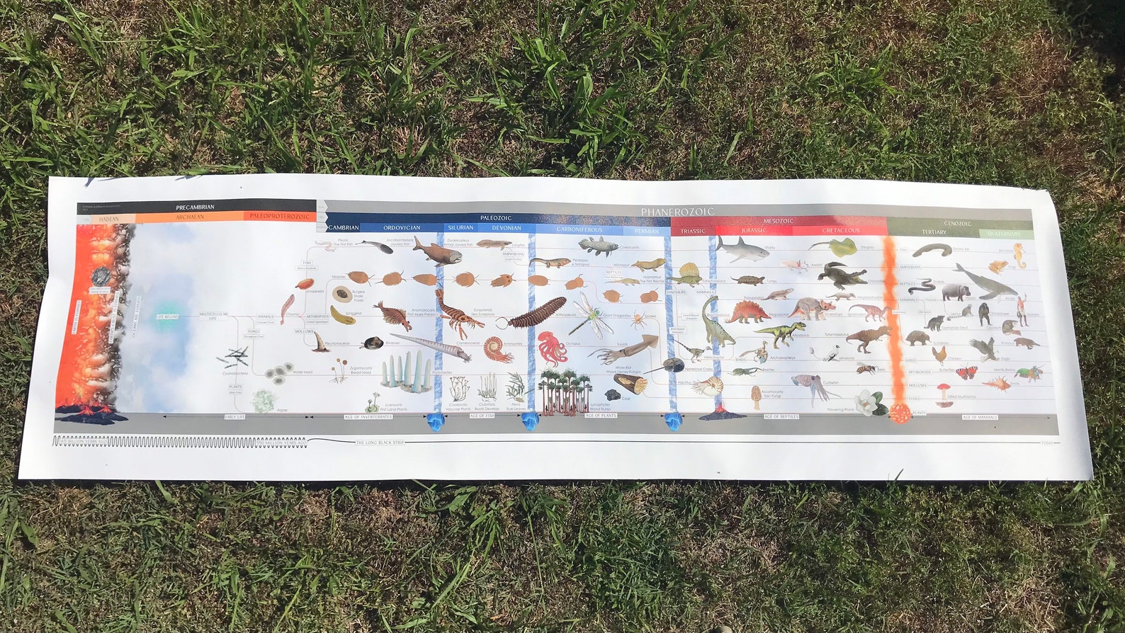 Printable Timeline of Life Montessori Second Great Lesson - Etsy Canada