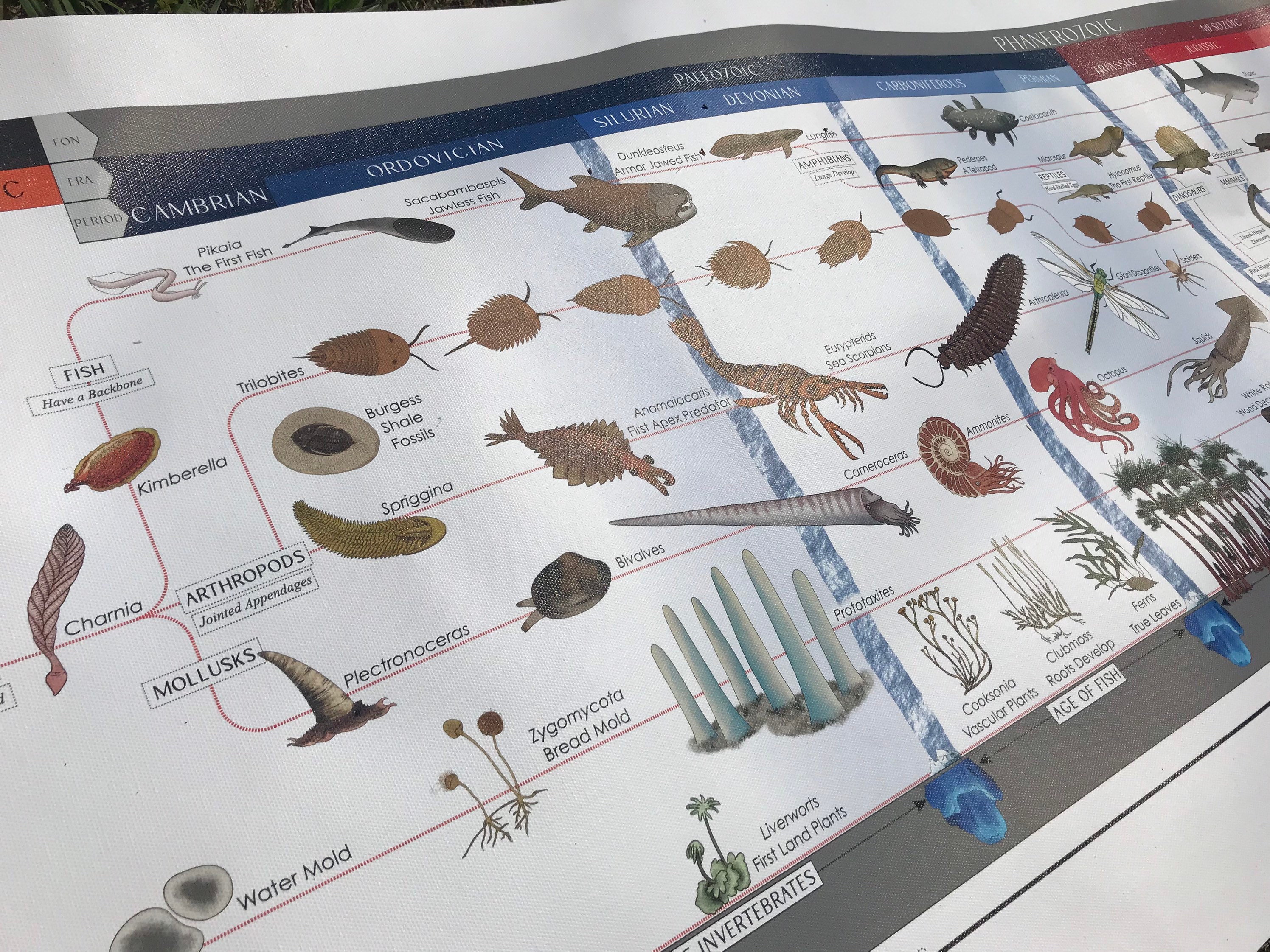 Printable Timeline of Life Bundle Montessori Second Great | Etsy Canada