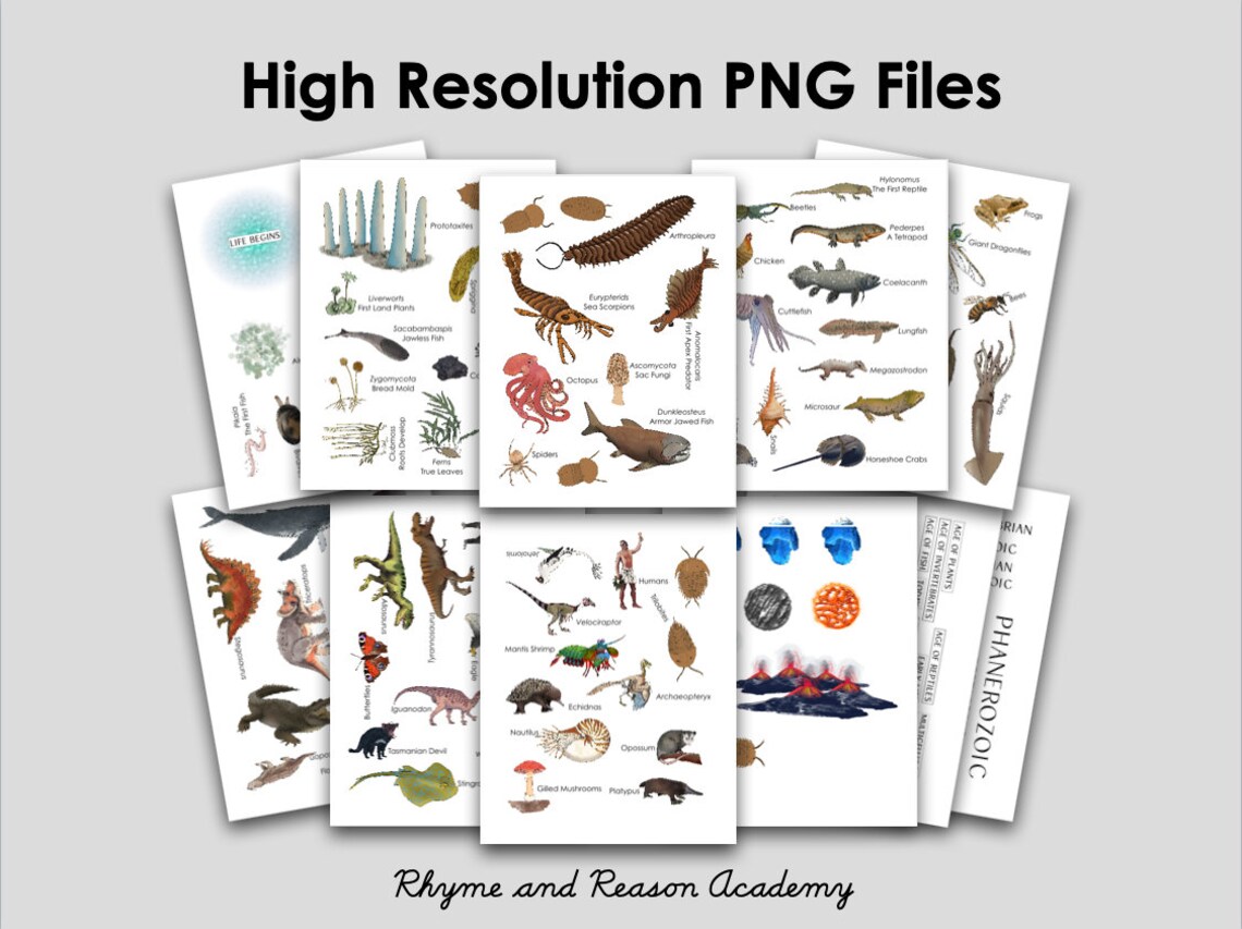 Printable Timeline of Life Bundle Montessori Second Great | Etsy Canada