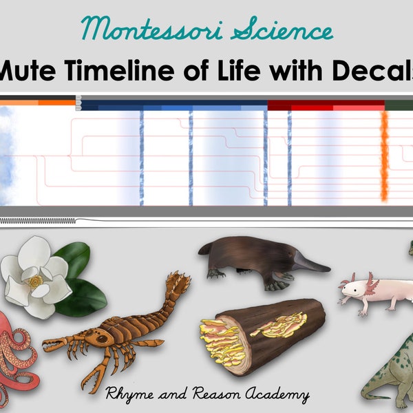 Montessori Timeline of Life - Etsy