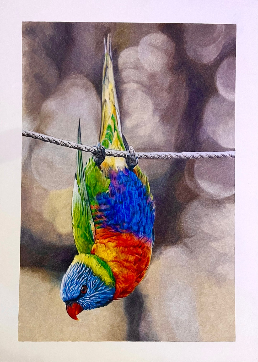 Colored Parrot Drawing , Rainbow Lorikeet , Colored Pencils - Etsy