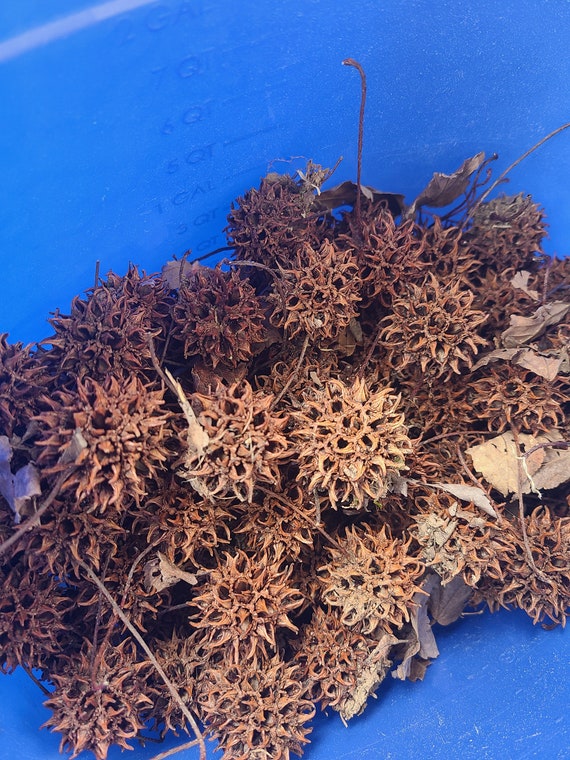 Sweet Gum Tree Seed Pods | Etsy