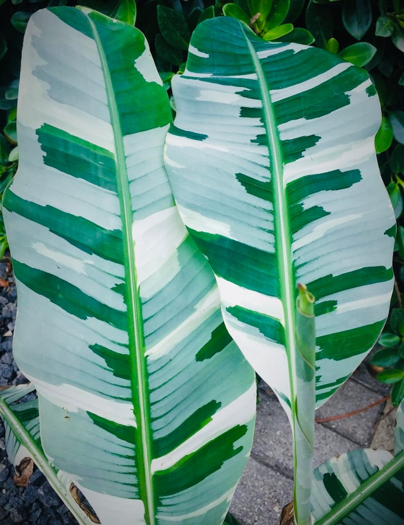 Bananier panaché Hawaii Musa Ae ae plants de bananes vivants - Etsy France