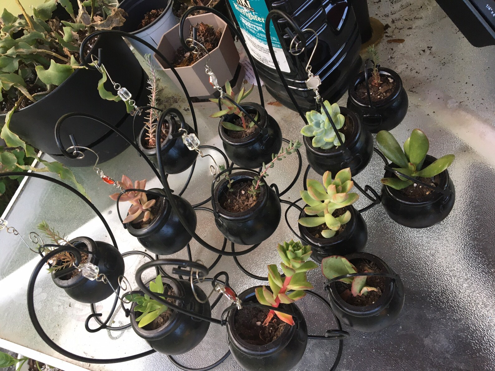 Hanging succulent cauldrons | Etsy