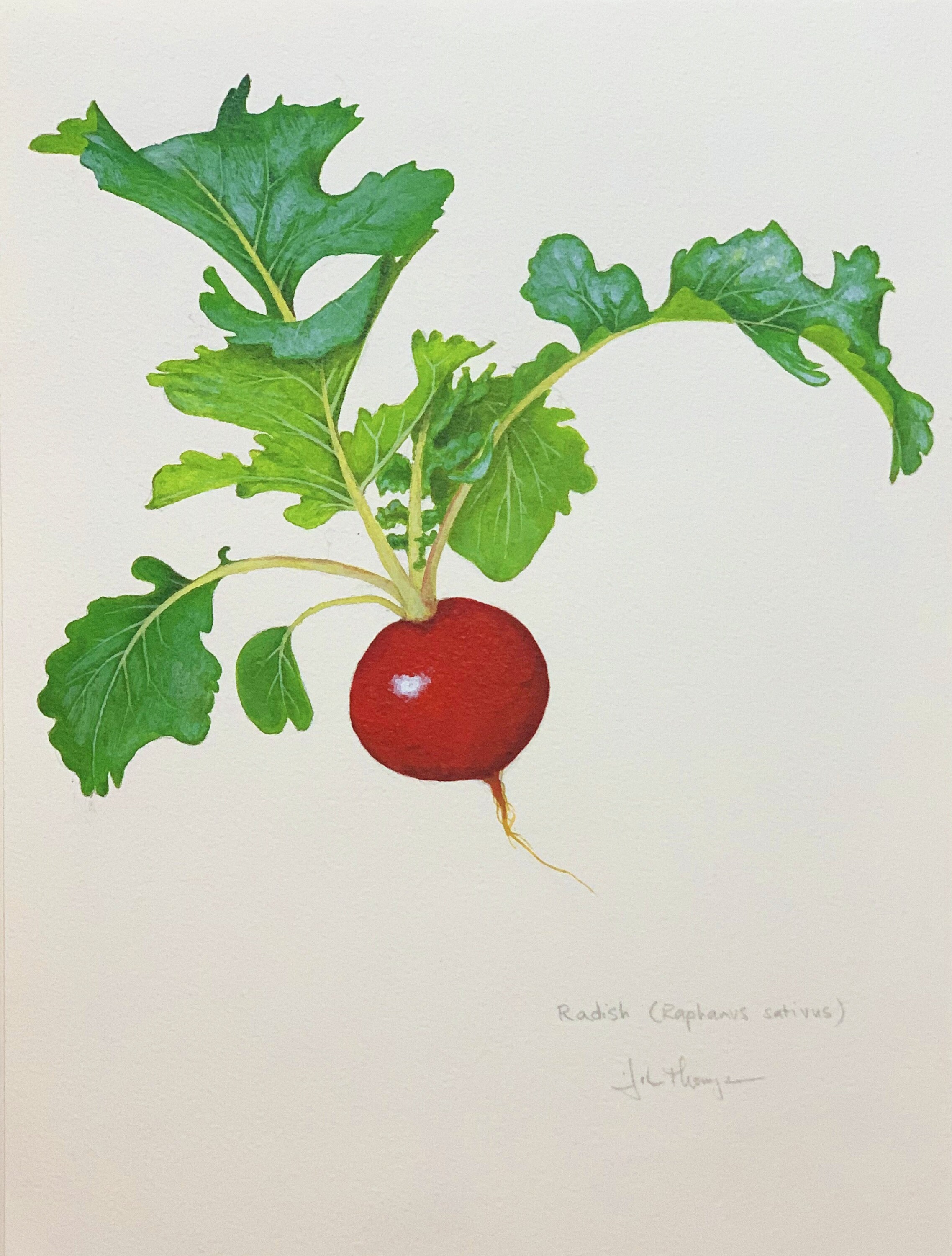 Radish Botanical Drawing