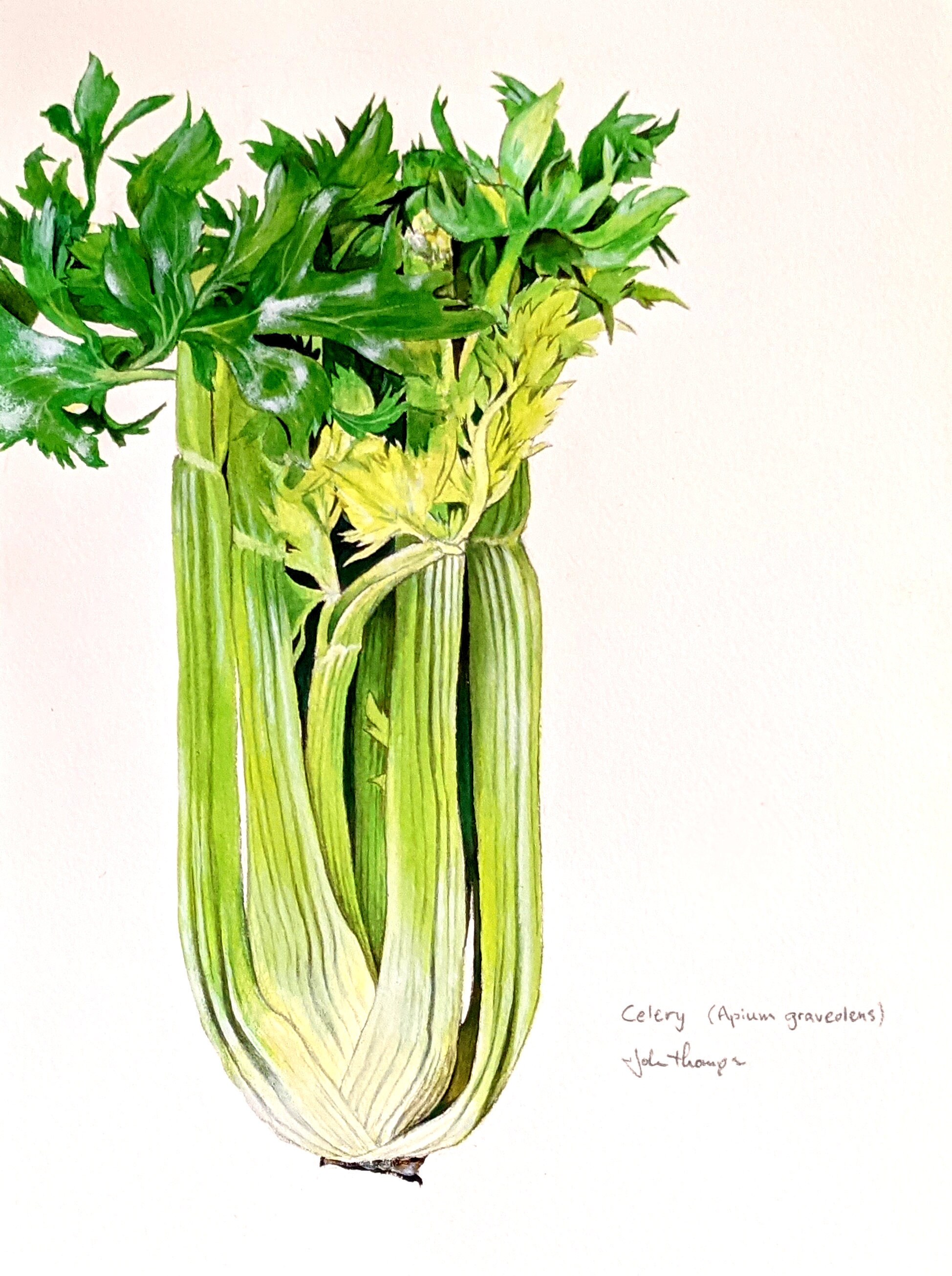 Celery Stick Drawing