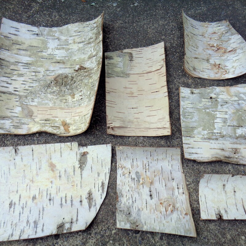 Birch Bark Sheets - Etsy