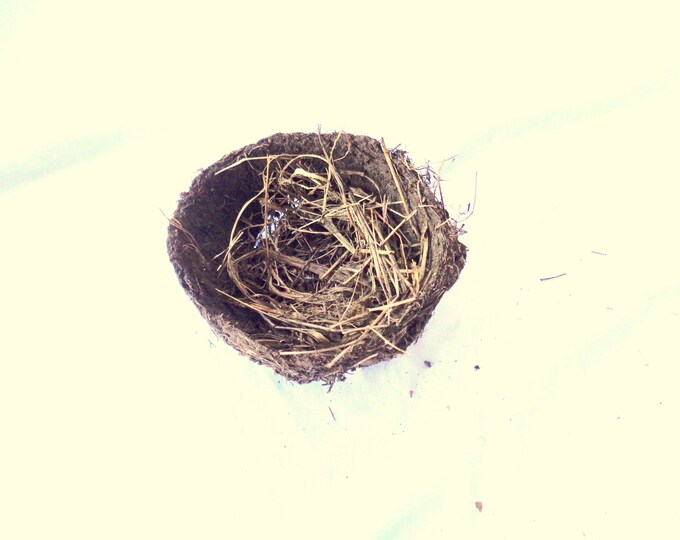 Bird Nest , Real Birdnest , Ornithology Collection , Classroom Science ...