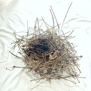 Bird Nest , Real Birds Nests , Natural Birdnest , Bird's Collection ...