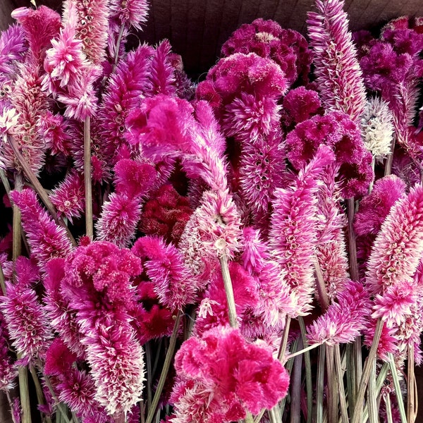 Dried Flower Celosia - Etsy