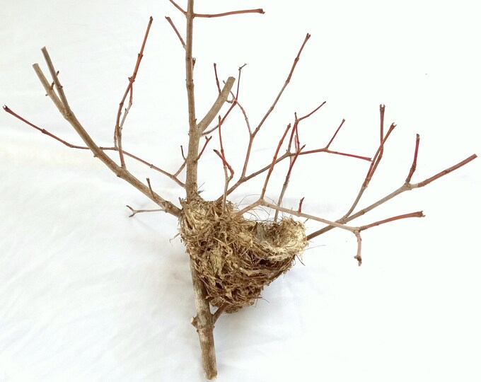 Bird Nest , Real Birds Nests , With Branches , Bird's Collection ...