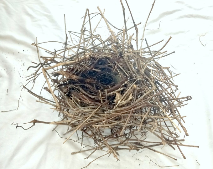 Bird Nest , Real Birds Nests , Natural Birdnest , Bird's Collection ...