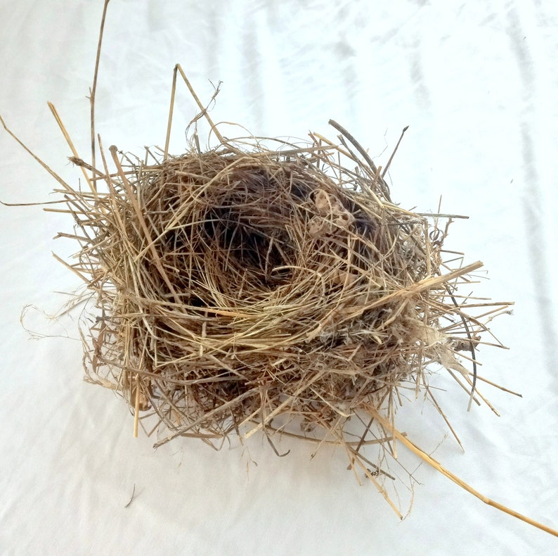 Bird's Nest Real Bird Nests Ornithology Collection - Etsy