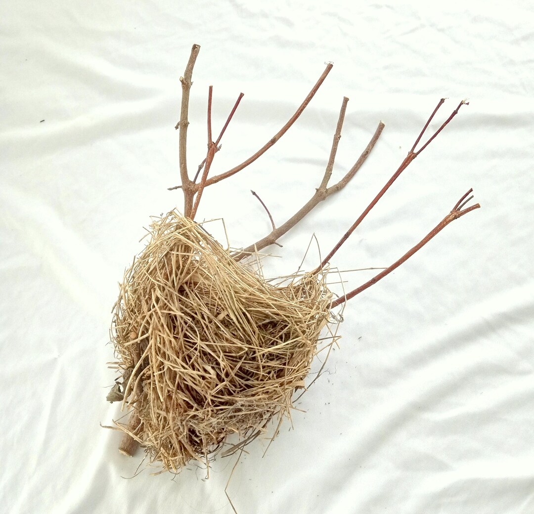 Bird Nest , Real Birdnest , Bird's Nests , With Branches , Ornithology ...