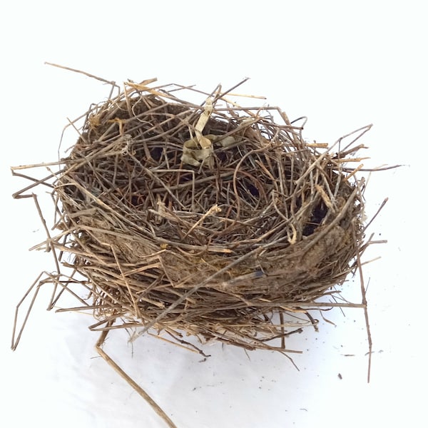 Bird Nest - Etsy