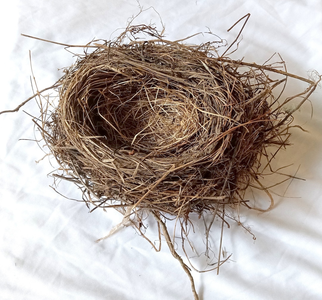 Bird's Nest Real Birdnest Robin Nests Ornithology - Etsy
