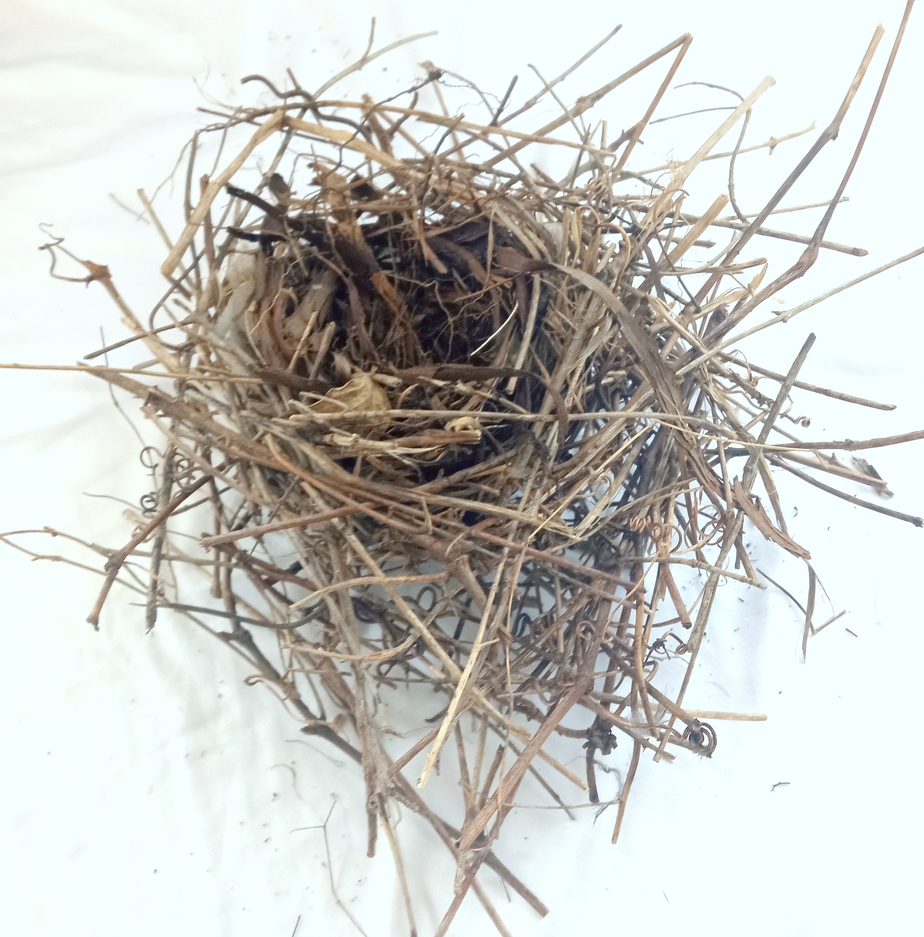 Bird Nest , Real Birds Nests , Natural Birdnest , Bird's Collection ...