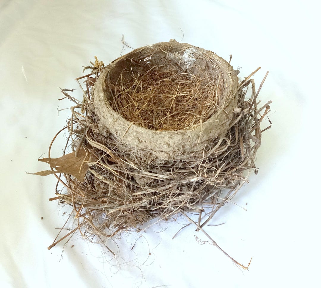 Bird Nest , Real Birds Nests , Robin Birdnest , Ornithology Science ...