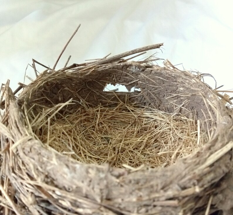 Bird Nest , Real Birds Nests , Robin Birdnest , Ornithology Science ...