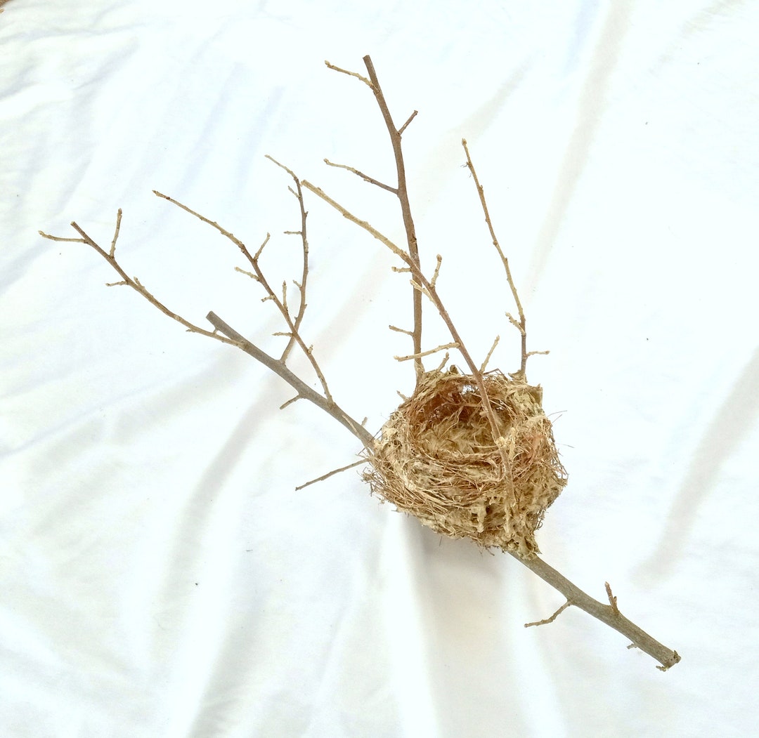 Bird Nest , Real Birds Nests , With Branches , Ornithology Collection ...