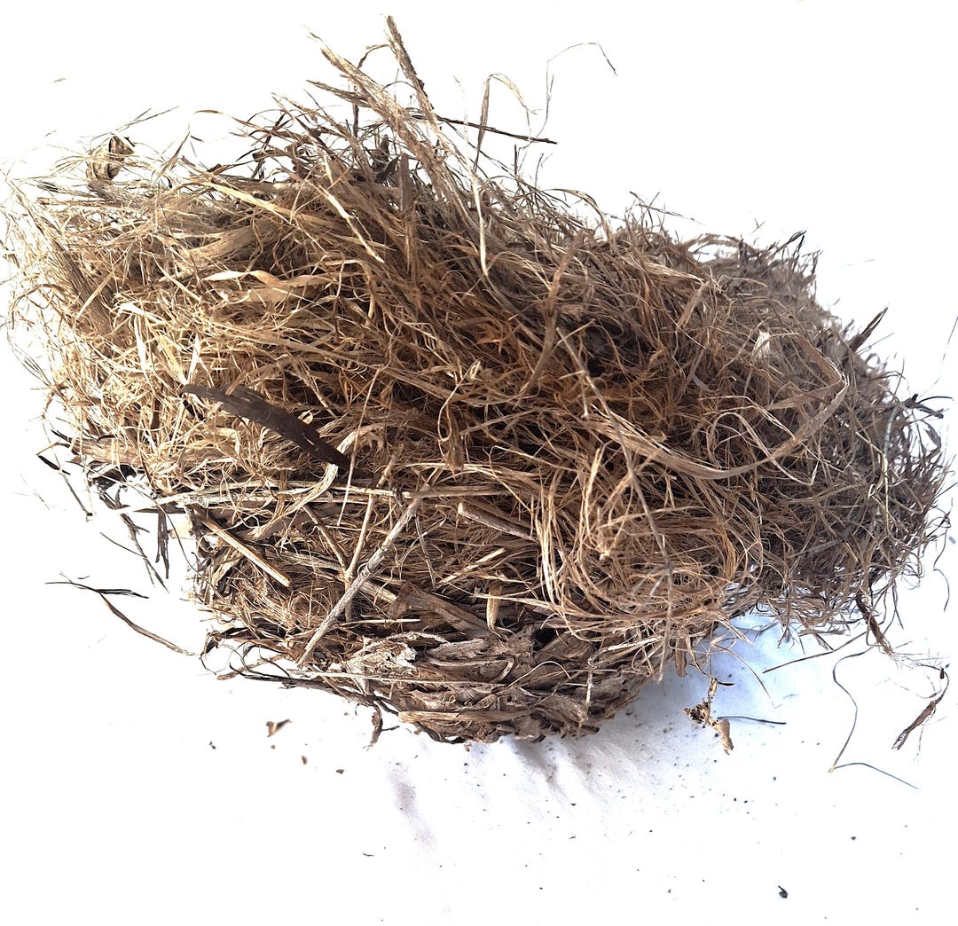 Squirrel Nest , Squirrel's Drey , Nature Collection , Science Classroom ...