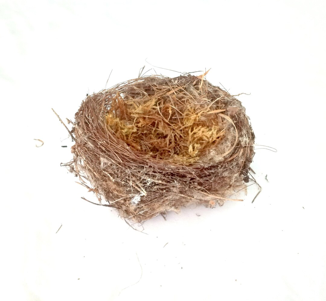 Bird Nest , Small Birdnest , Real Bird's Nests , Science Collection ...