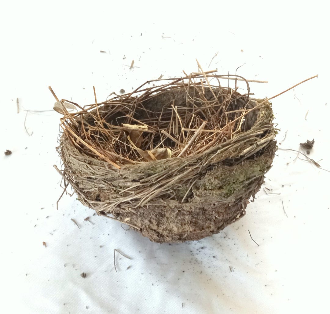 Bird Nest , Real Birds Nests , Robin Birdnest , Ornithology Science ...