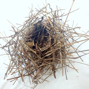 Bird Nest , Real Birds Nests , Natural Birdnest , Bird's Collection ...