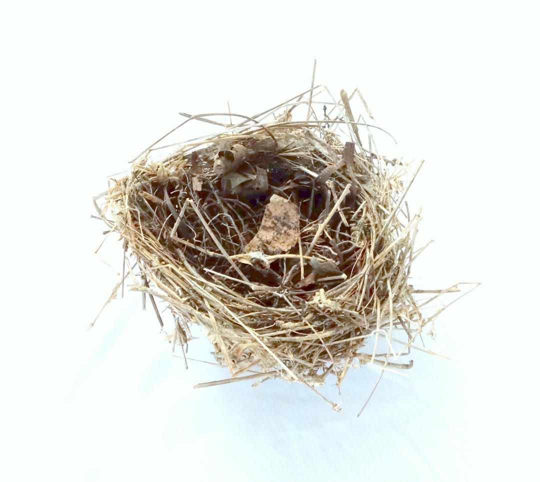 Bird Nest , Bird's Nests , Real Birdnest , Ornithology , Science ...