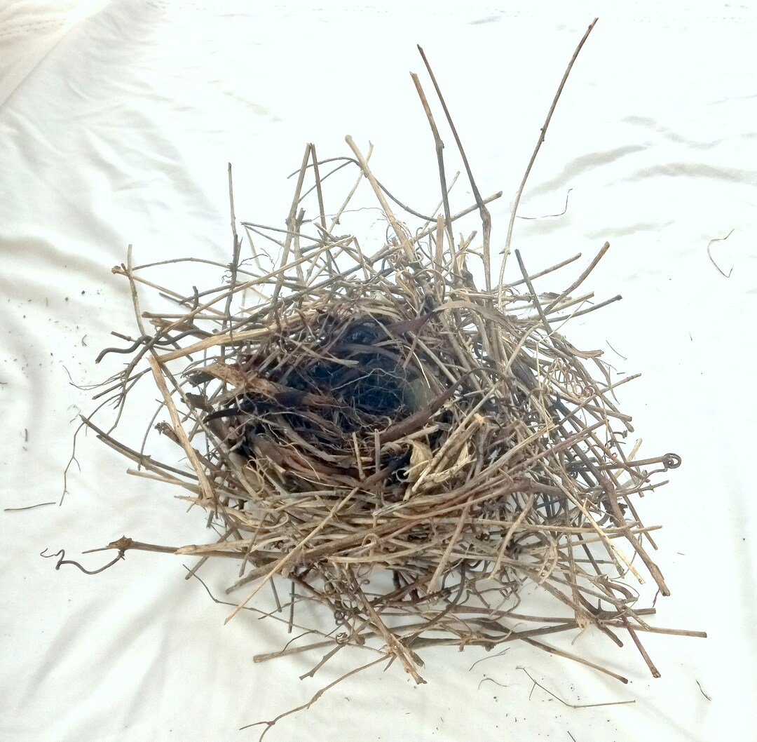 Bird Nest , Real Birds Nests , Natural Birdnest , Bird's Collection ...