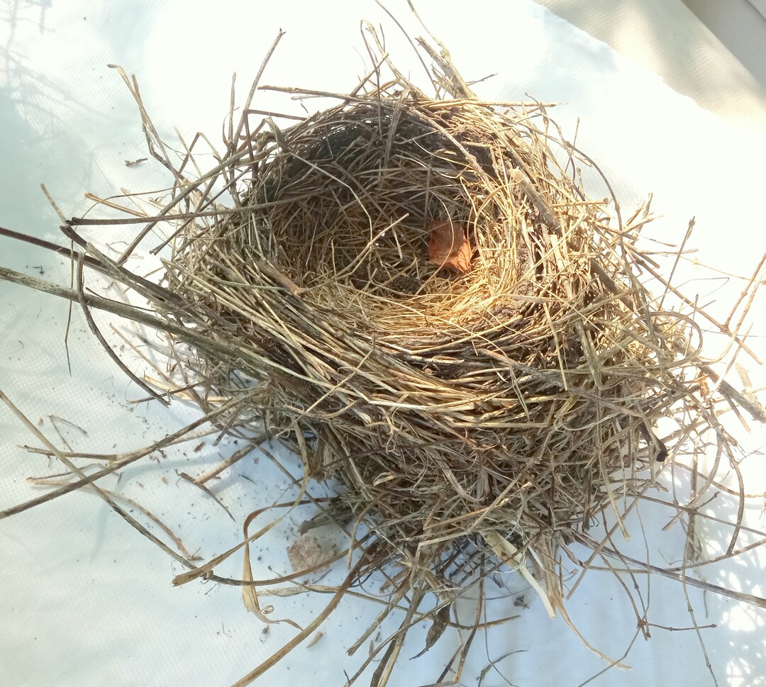 Bird Nest , Real Birds Nests , Robin Birdnest , Ornithology Science ...