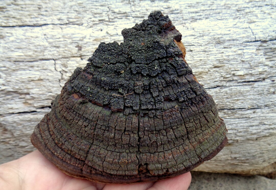 Polypore , Tree Fungus , Mushroom Conk , Natural Curiosity , Fungi ...