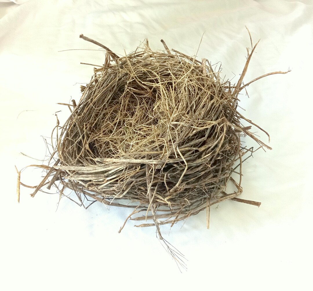 Bird Nest , Real Birds Nests , Robin Birdnest , Ornithology Science ...