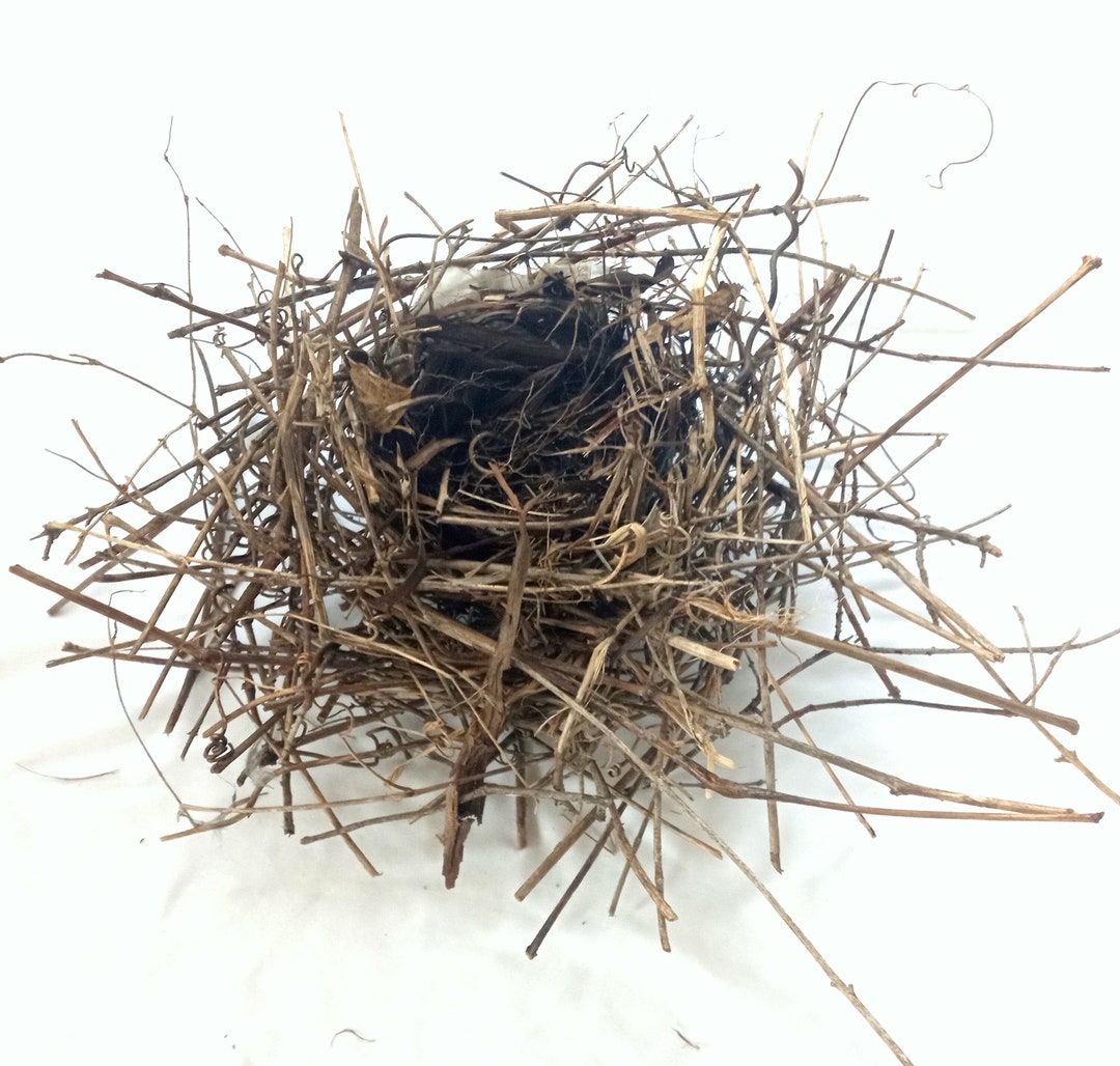Bird Nest , Real Birds Nests , Natural Birdnest , Bird's Collection ...
