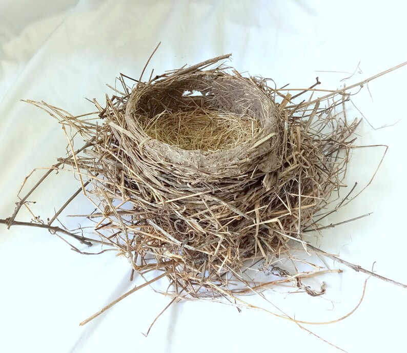 Bird Nest , Real Birds Nests , Robin Birdnest , Ornithology Science ...