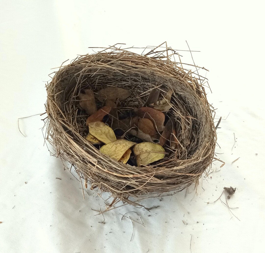 Bird Nest , Real Birds Nests , Robin Birdnest , Ornithology Science ...
