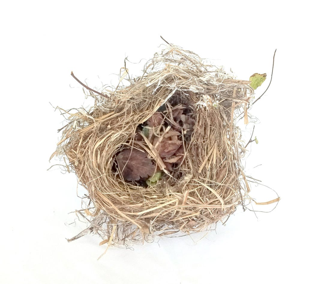 Bird Nest , Bird's Nests , Real Birdnest , Science Collection ...
