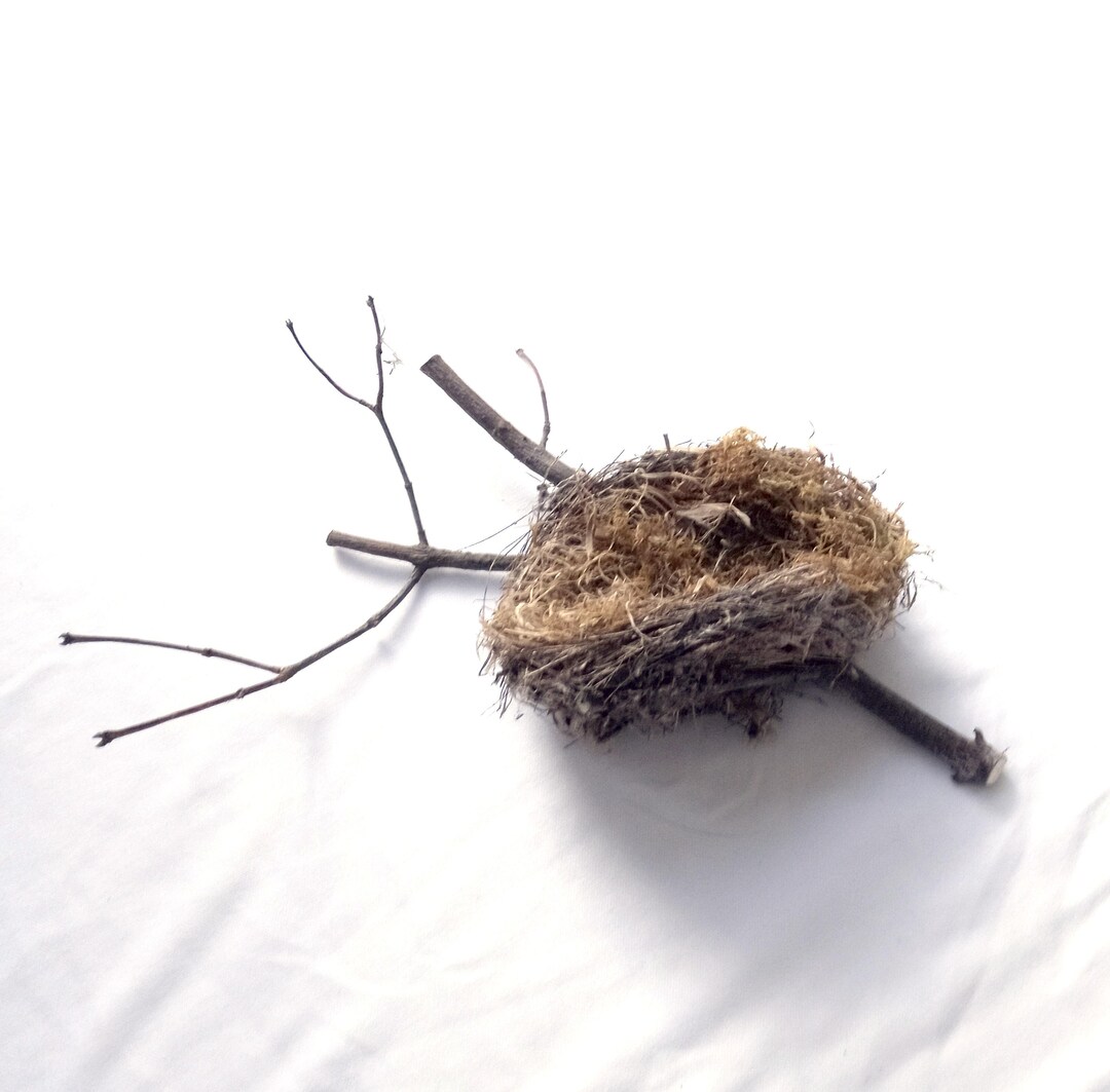 Bird Nest , Real Birdnest , Bird's Nests , With Branches , Ornithology ...