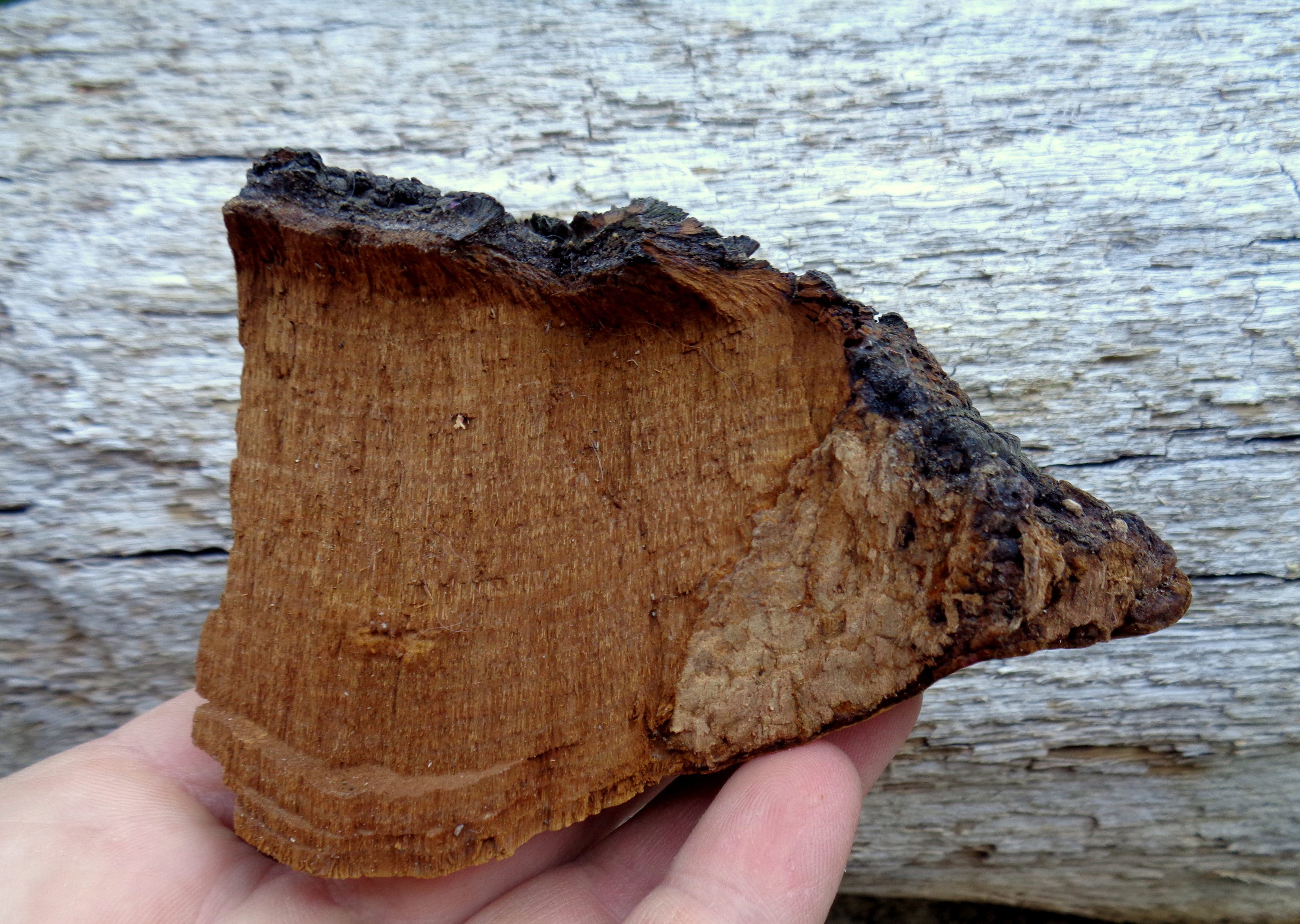 Polypore , Tree Fungus , Mushroom Conk , Natural Curiosity , Fungi ...