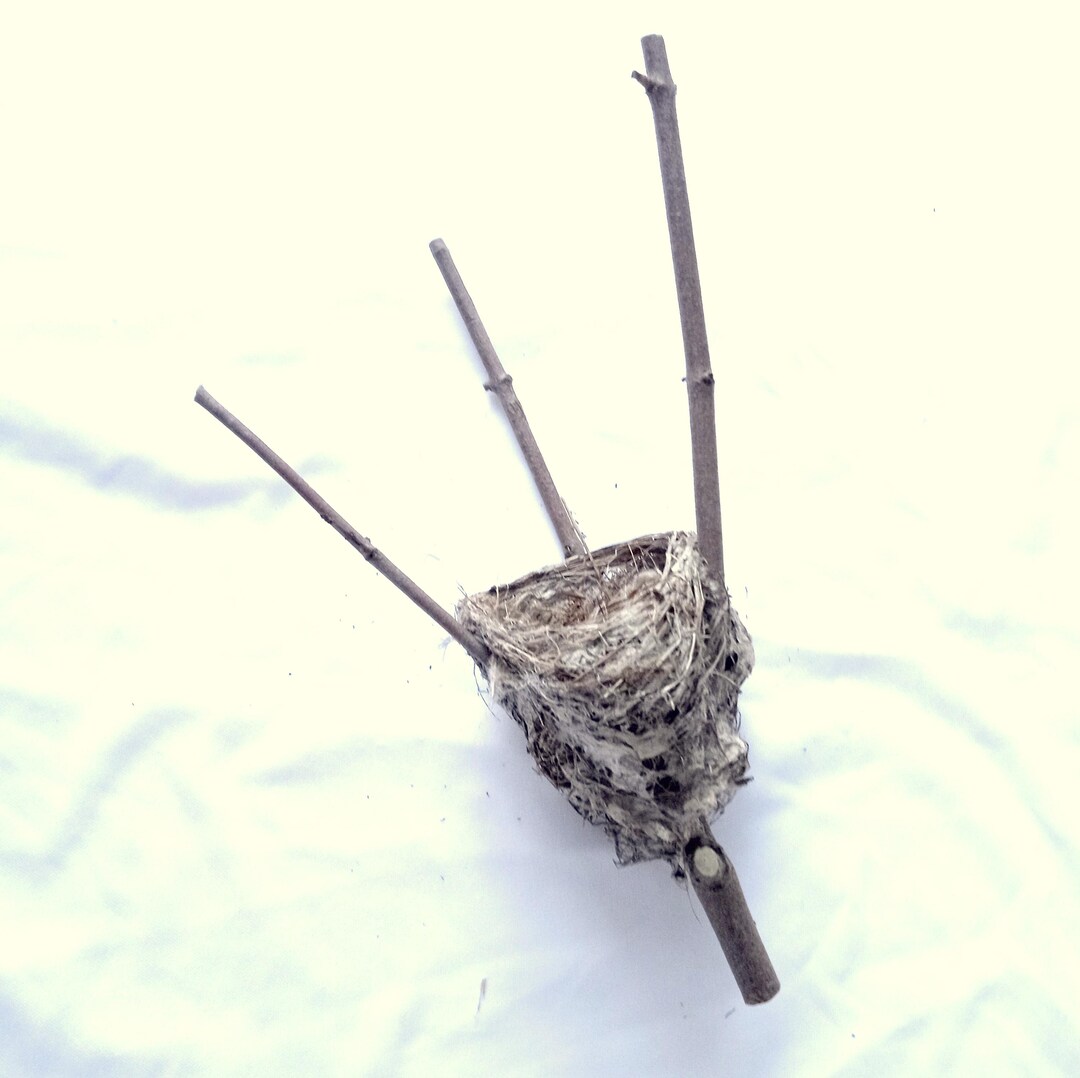 Bird Nest , Real Birdnest , Bird's Nests , With Branches , Ornithology ...