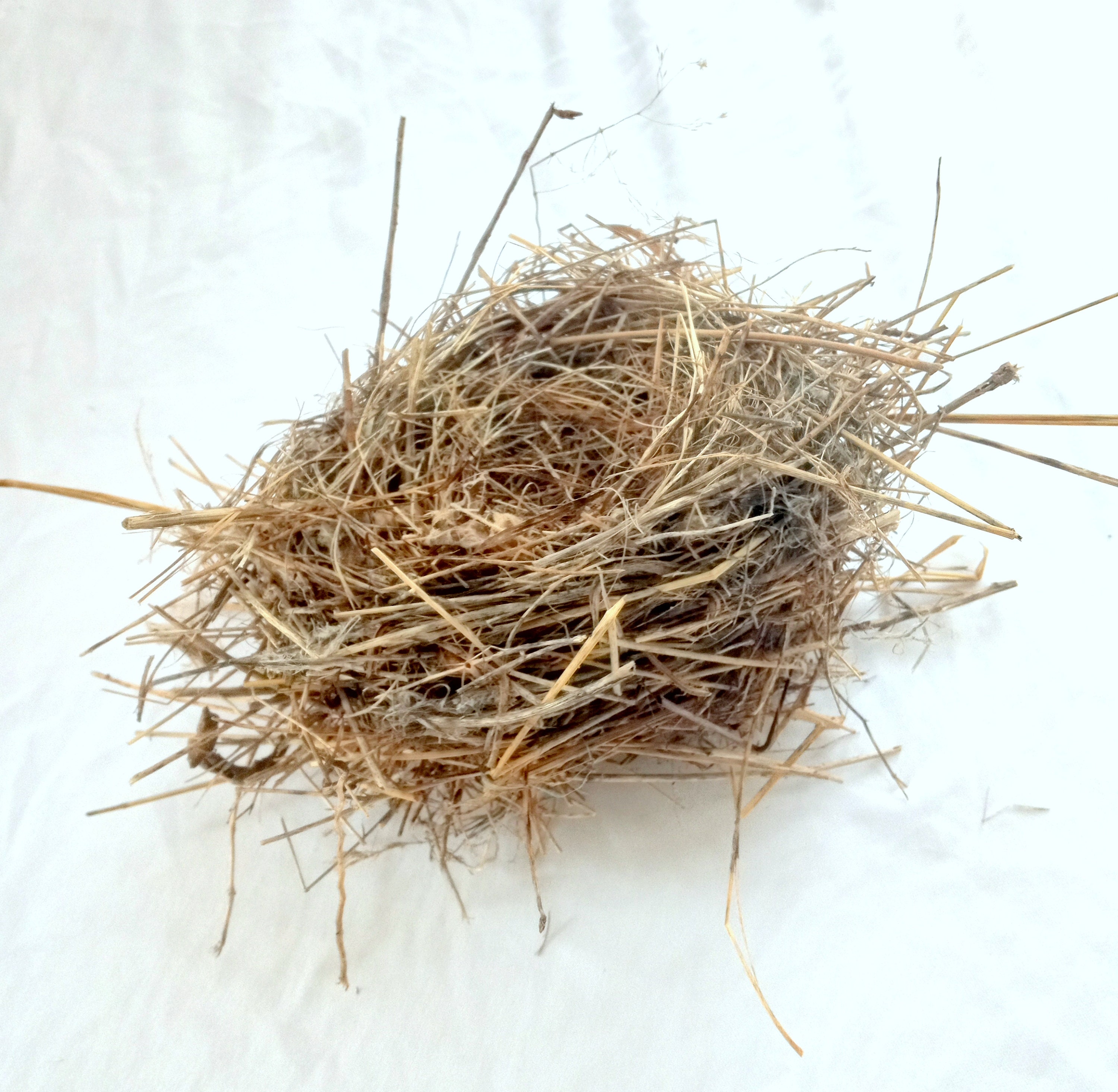 Bird's Nest Real Bird Nests Ornithology Collection - Etsy