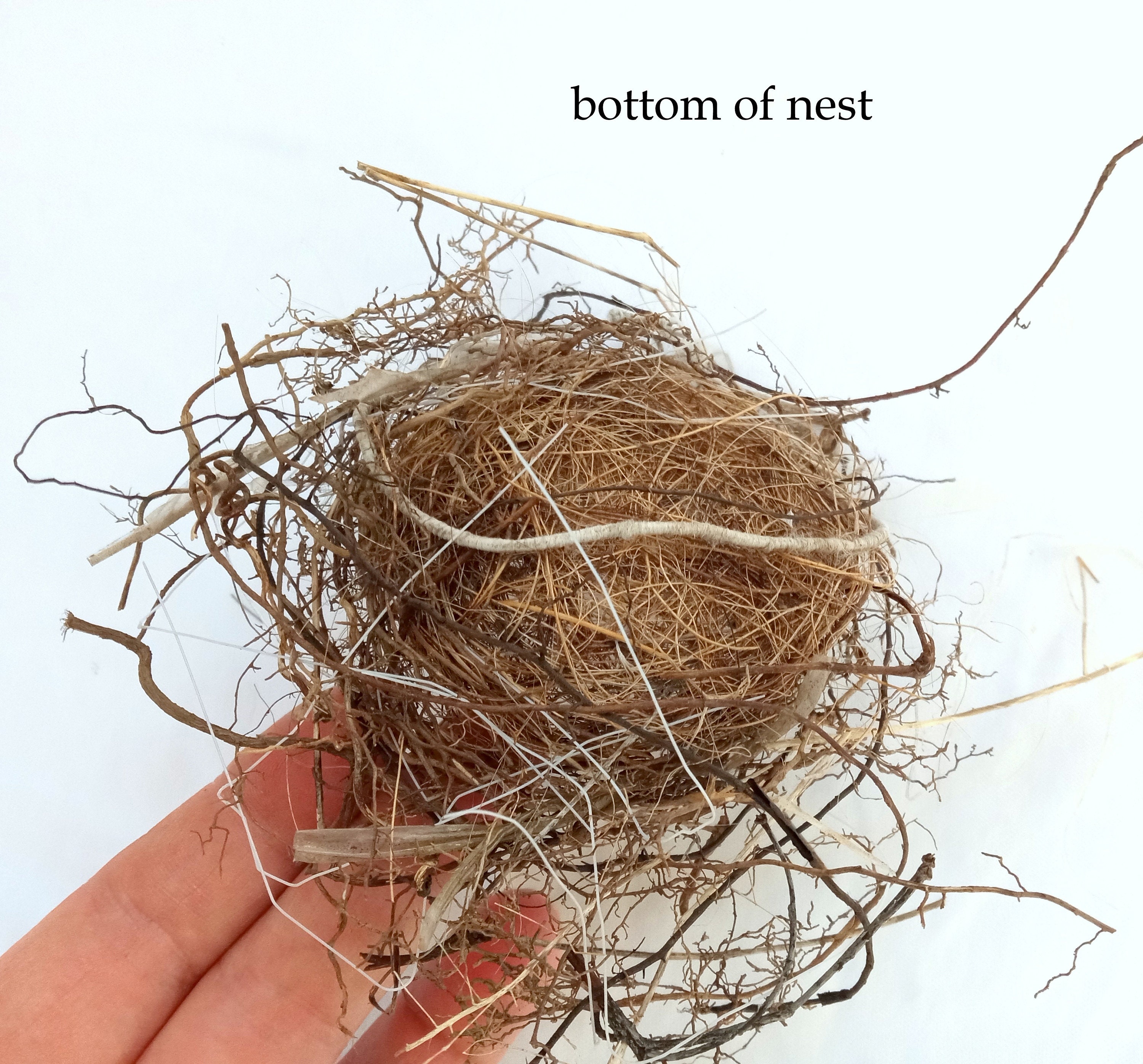 Bird Nest , Real Bird's Nests , Small Size , Natural Birdnest , Ornithology , Nature Collection ...