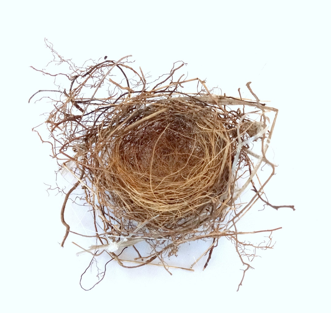 Bird Nest , Real Bird's Nests , Small Size , Natural Birdnest ...