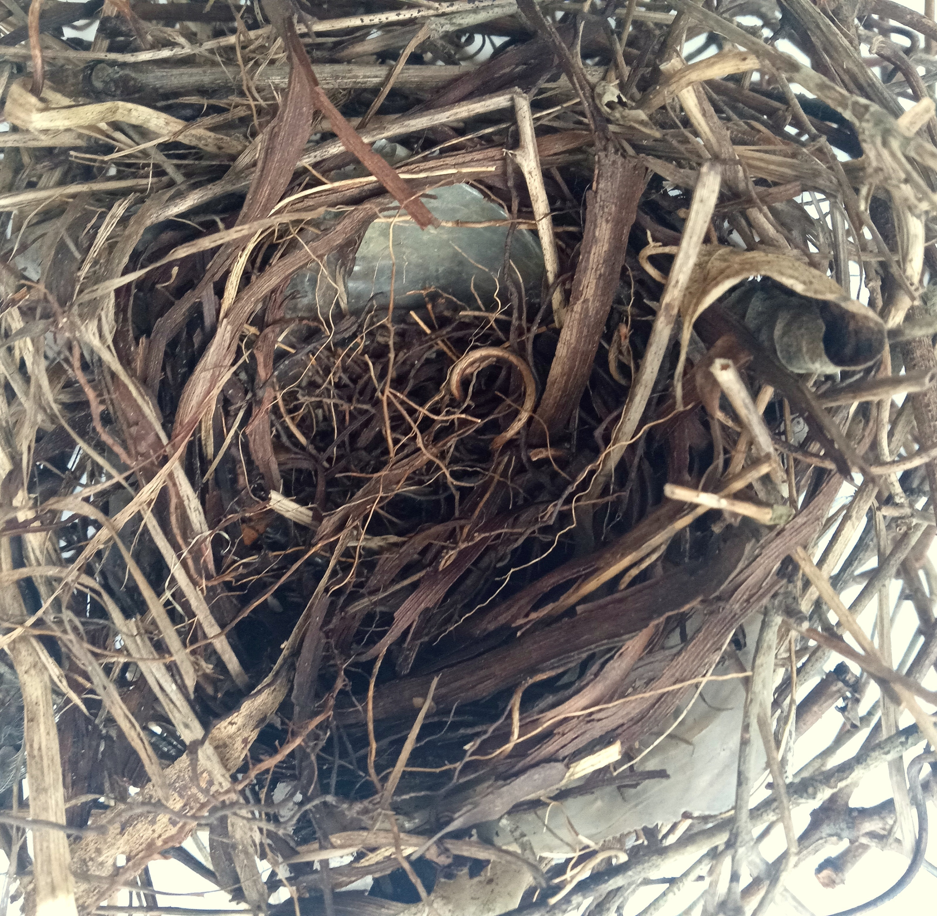 Bird Nest , Real Birds Nests , Natural Birdnest , Bird's Collection ...