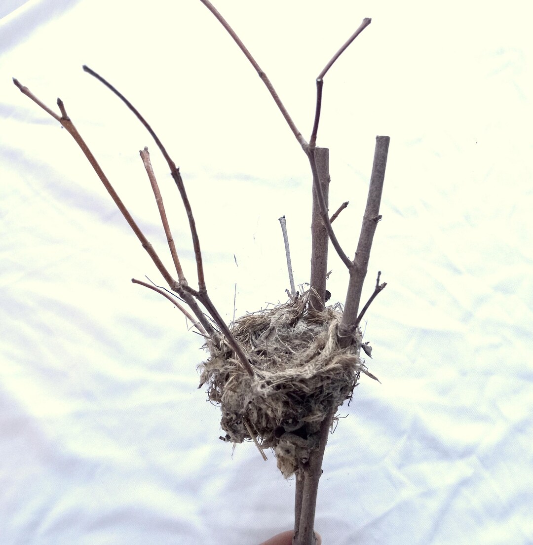 Bird Nest , Real Birdnest , Bird's Nests , With Branches , Ornithology ...