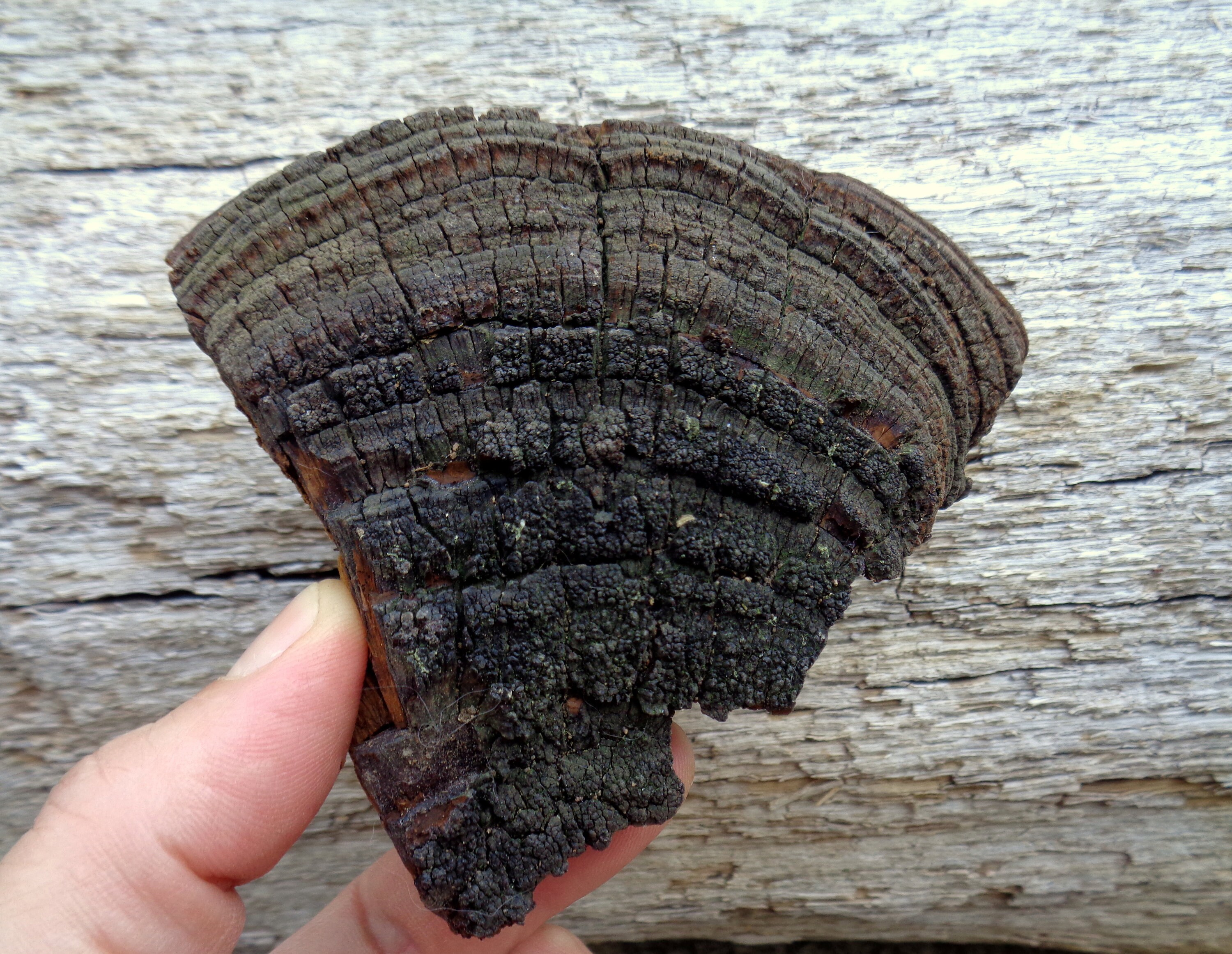 Polypore , Tree Fungus , Mushroom Conk , Natural Curiosity , Fungi ...