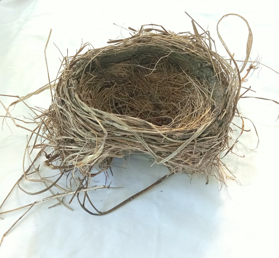 Bird Nest , Real Birds Nests , Robin Birdnest , Ornithology Science ...