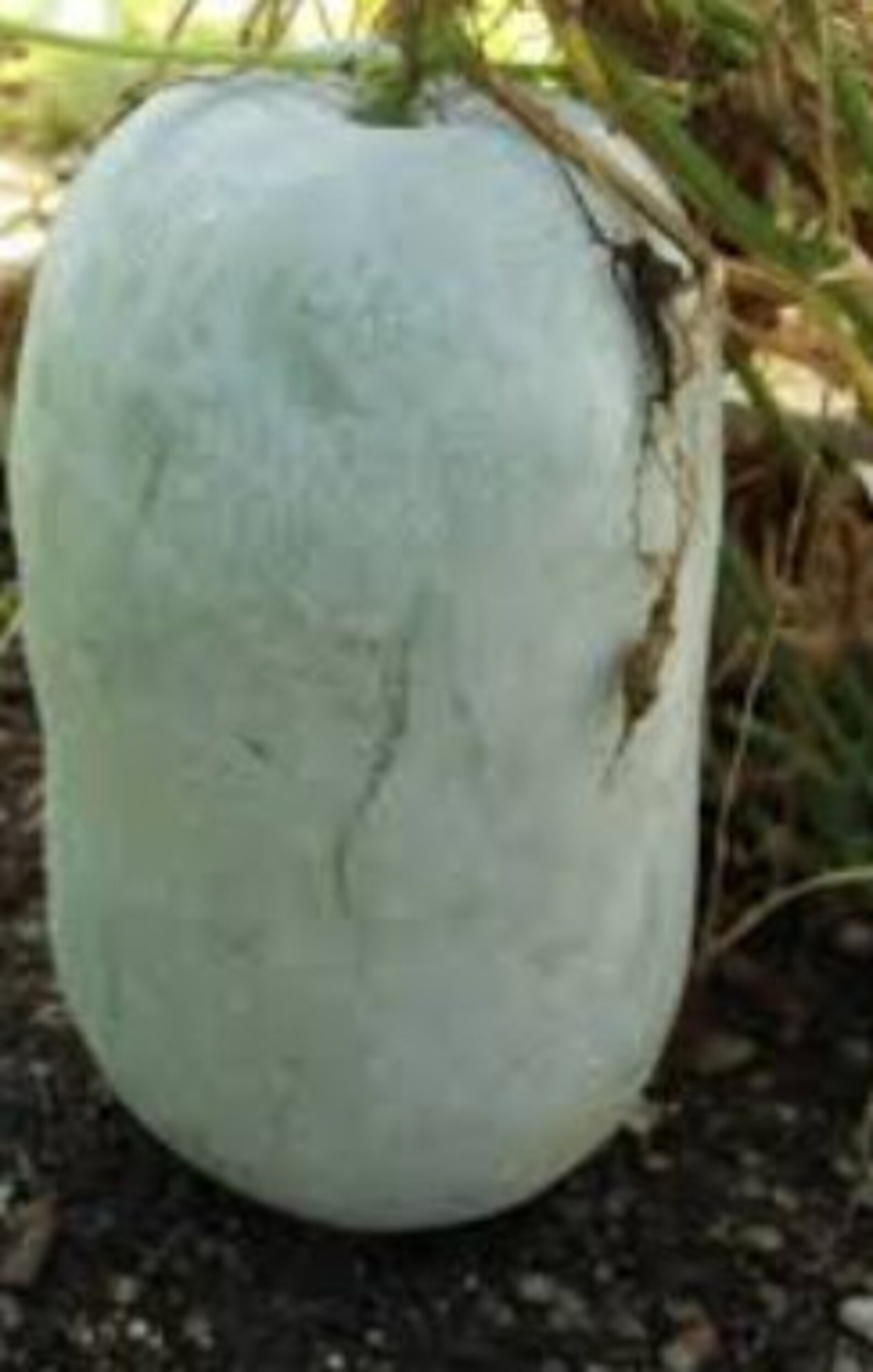 10-100 Ash Gourd Seeds. Winter Melon Seeds. Ash Pumpkin Seeds. - Etsy