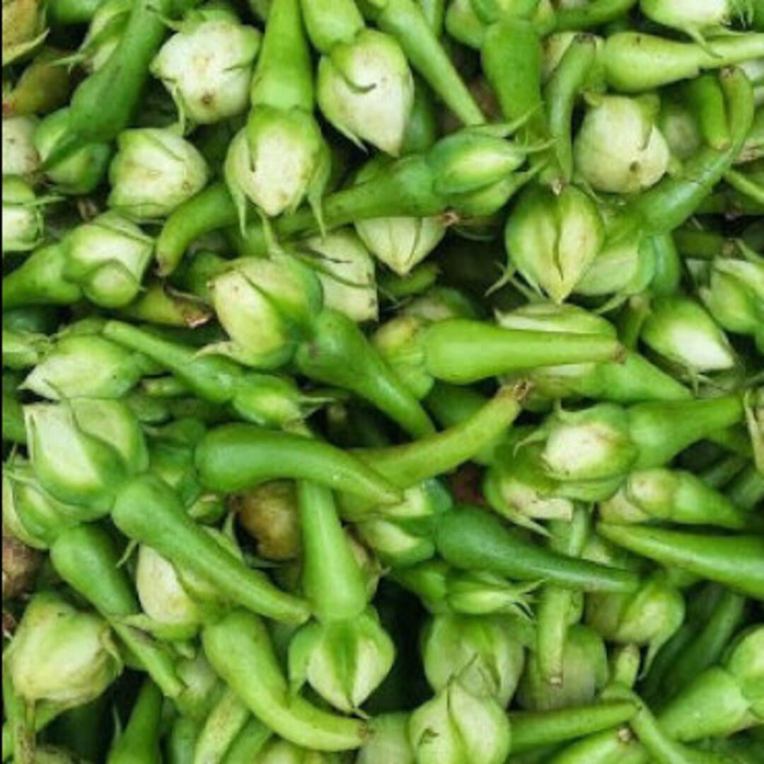 10-100 Clove Bean Seeds. Avarai Seeds. Alanga Bean. From Sri - Etsy